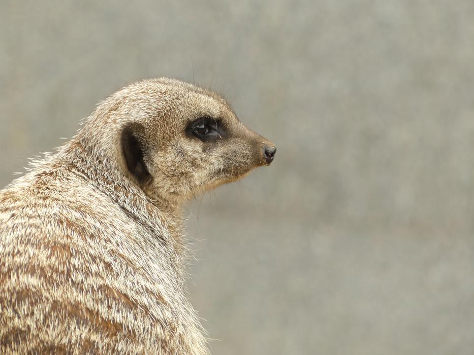 Meerkat Animal Fur free image download