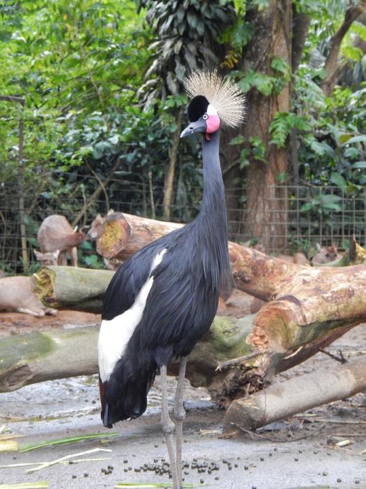 Bird Zoo Animal free image download