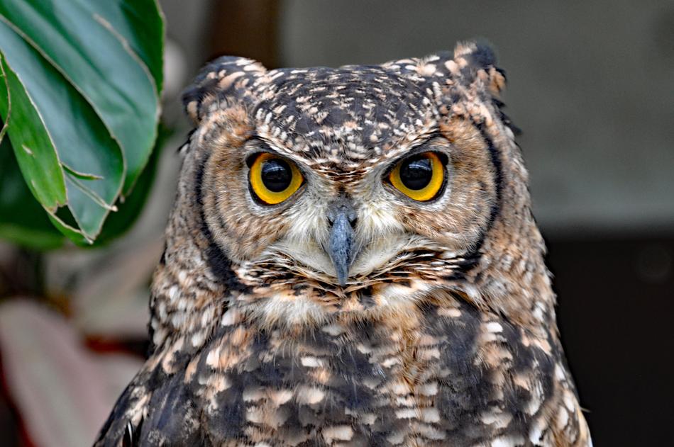 Owl Bird Animal Birds Of free image download