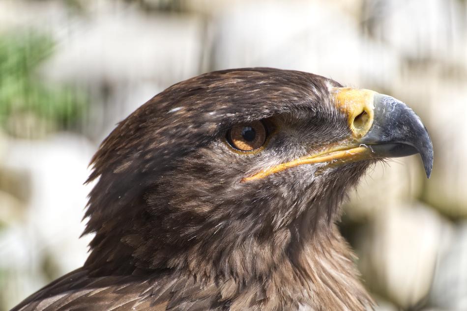 Face of a wild falcon free image download