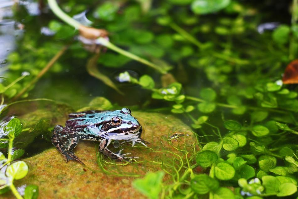 Exotic toad on a rock free image download