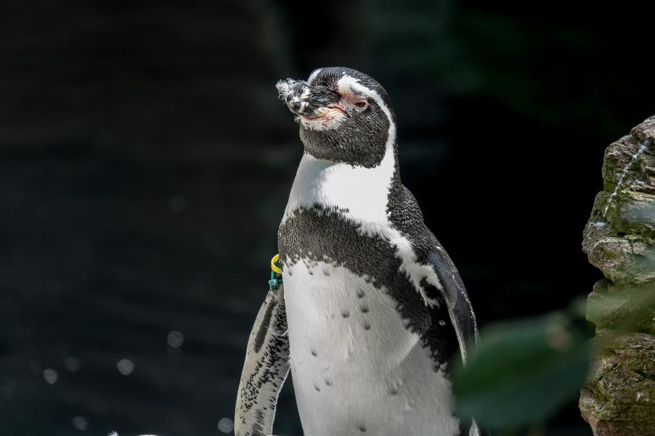 Penguin Animal free image download