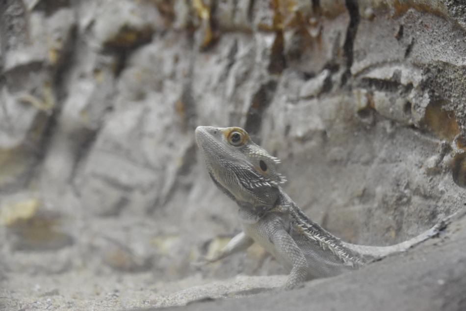White Lizard at nature free image download