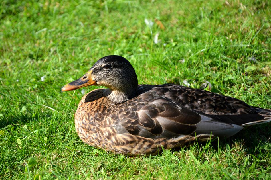 Duck Animals Water Bird free image download