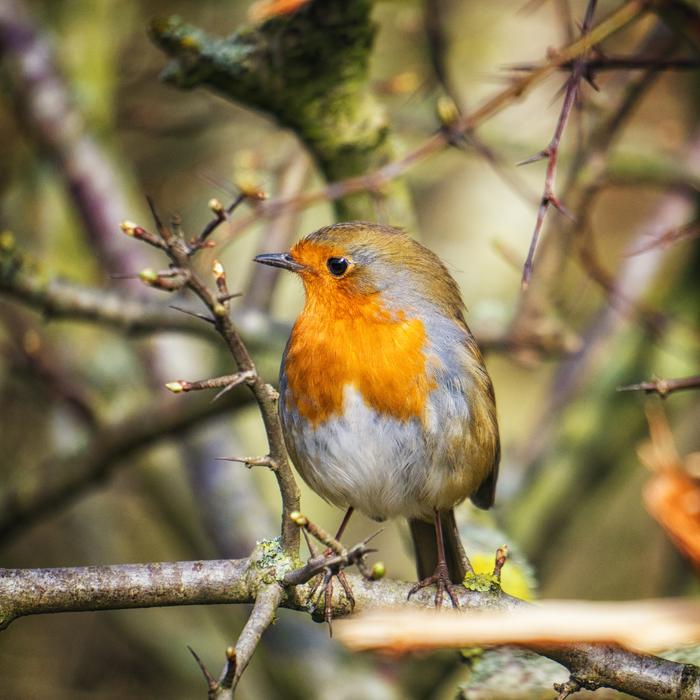 Robin Bird Nature free image download