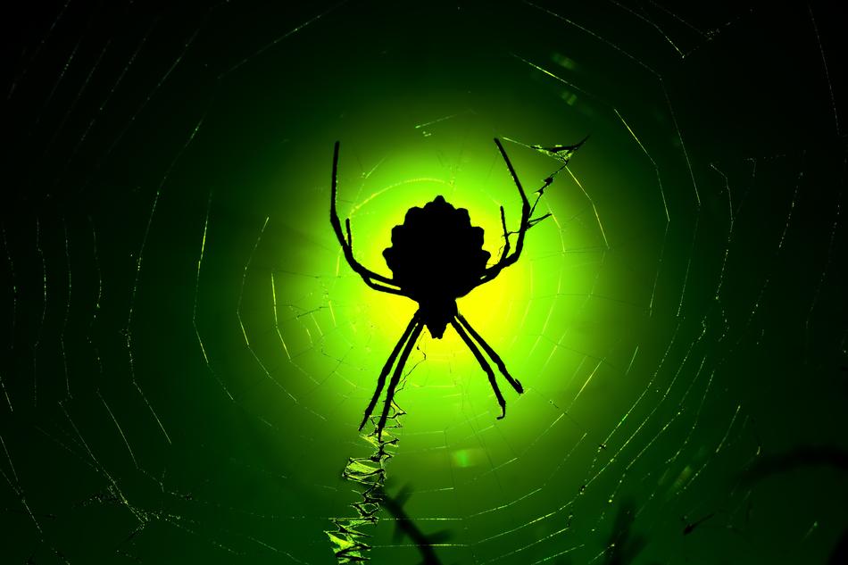 Spider Animal Nature free image download