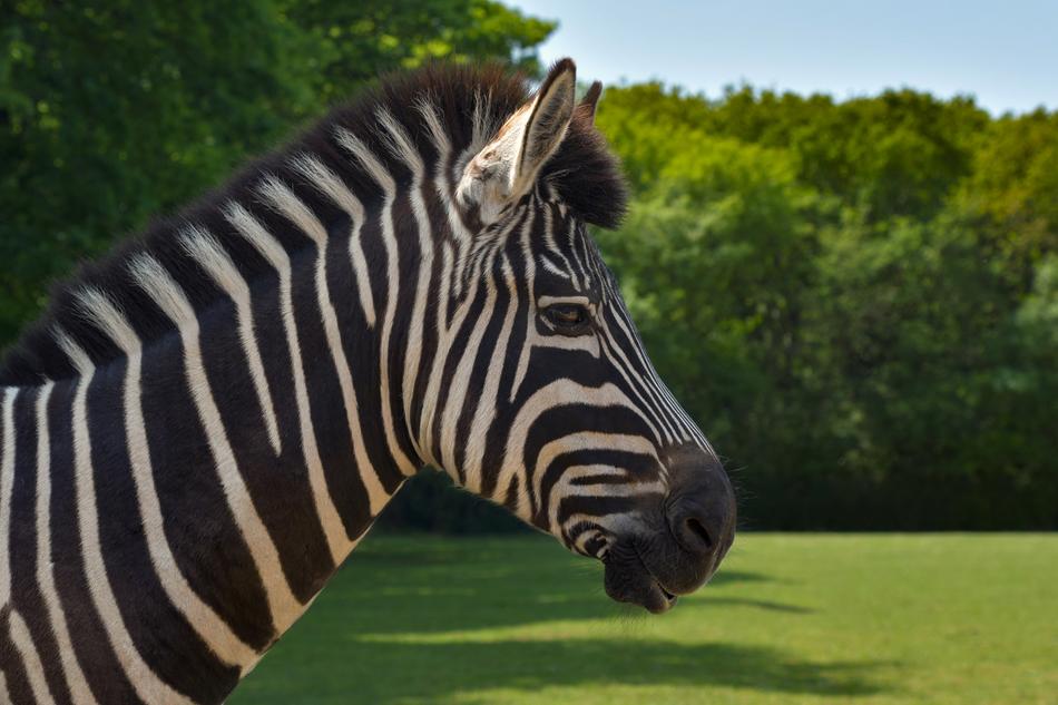 Zebra Portrait Profile free image download