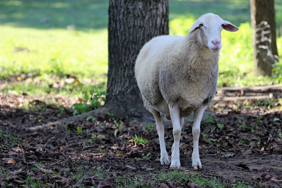 White Sheep Animal Wool free image download