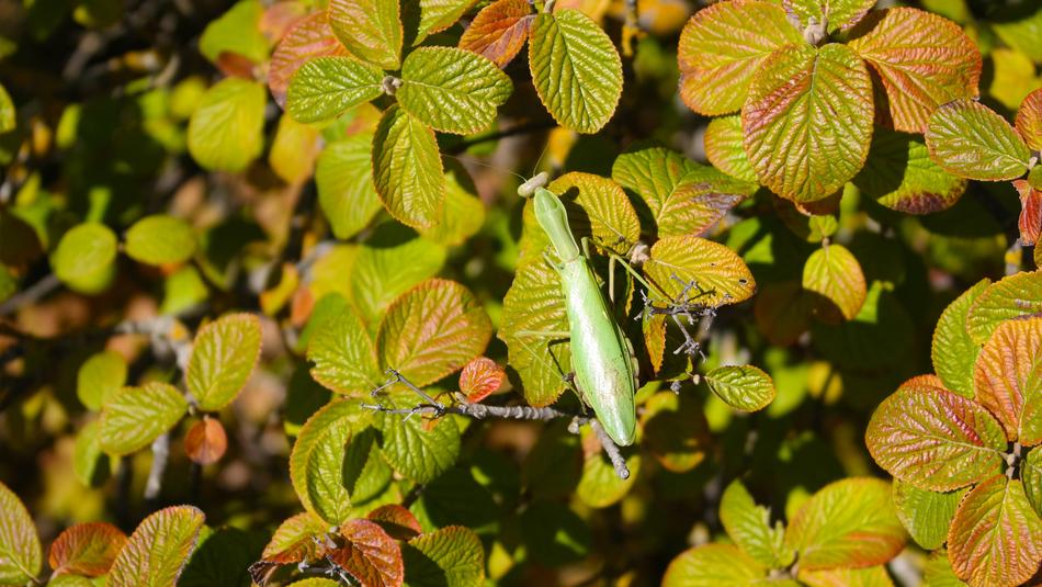 Praying Mantis Foliage Beetle free image download