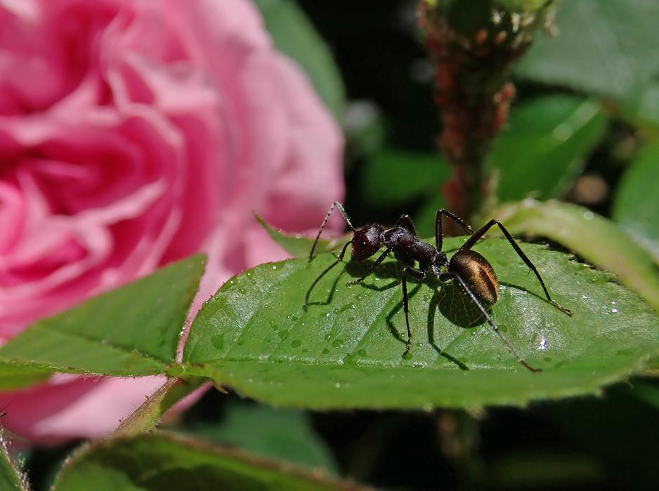 Ant Insect Rose free image download