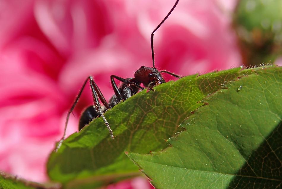 Ant Insect Rose free image download
