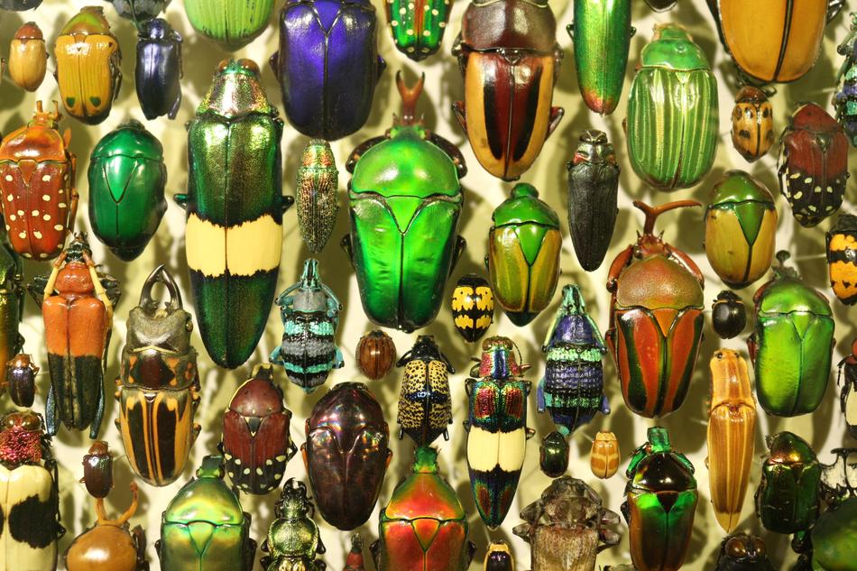 Insectarium Insects free image download