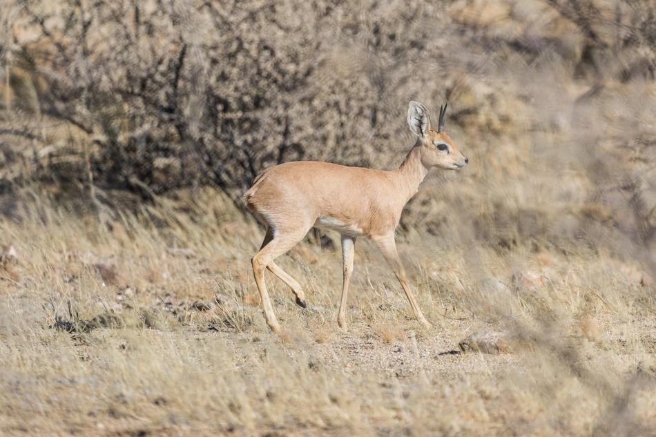Steenbok Namibia Mammal free image download