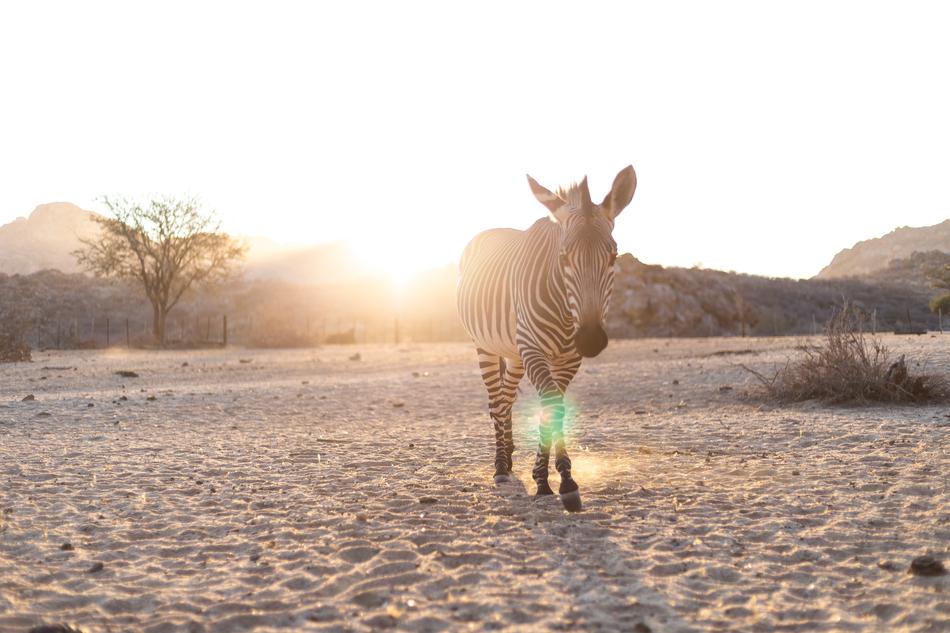 Zebra Mammal Backlighting free image download