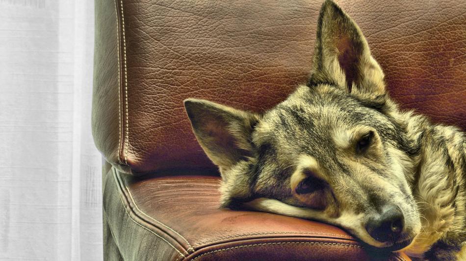 Dog Bank Rest free image download