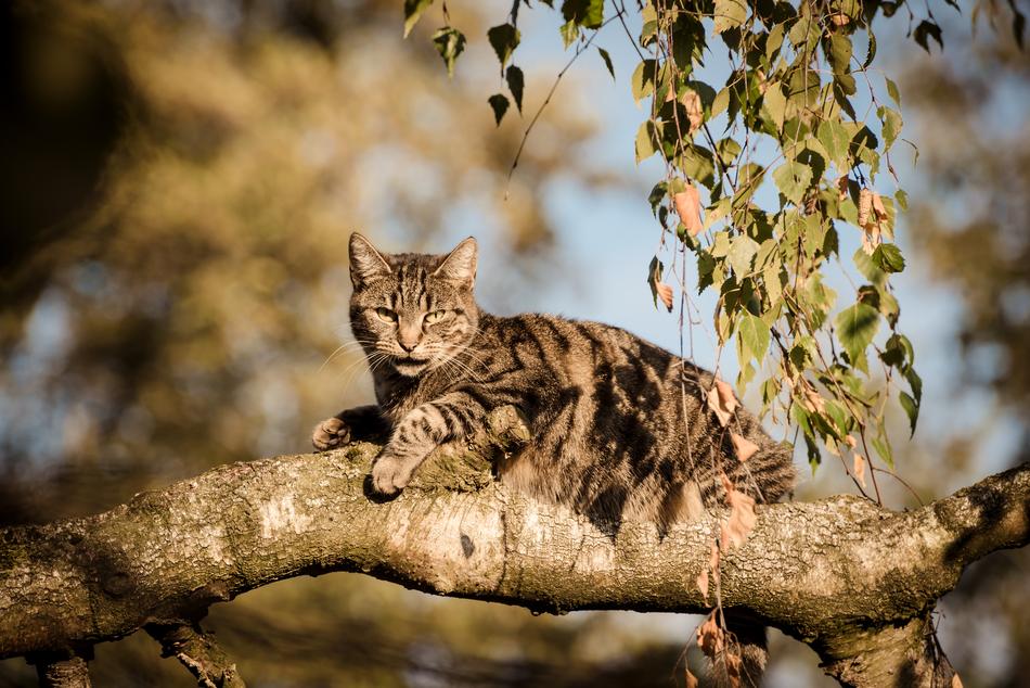 Cat Tree Nature free image download