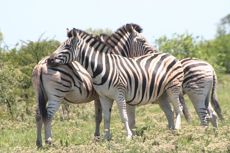 Zebra Animal Game free image download