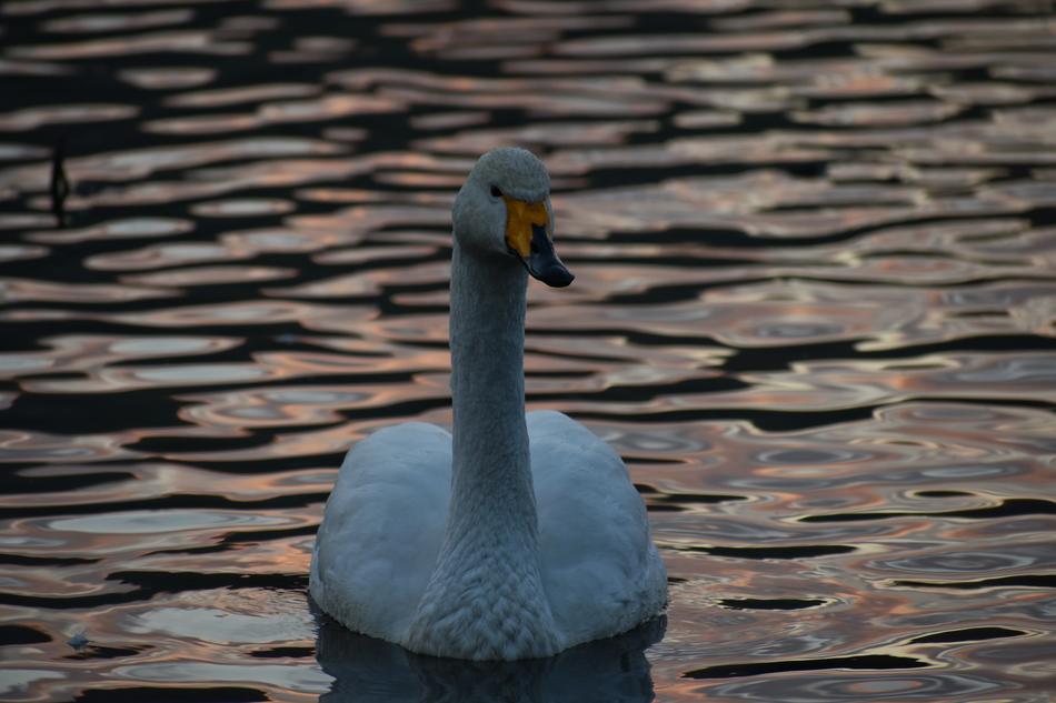 Animal Lake Waterside free image download