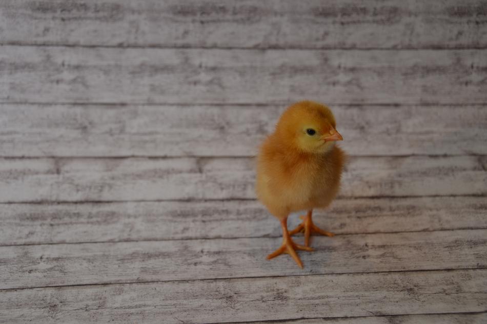 Chicks Chicken Animal free image download