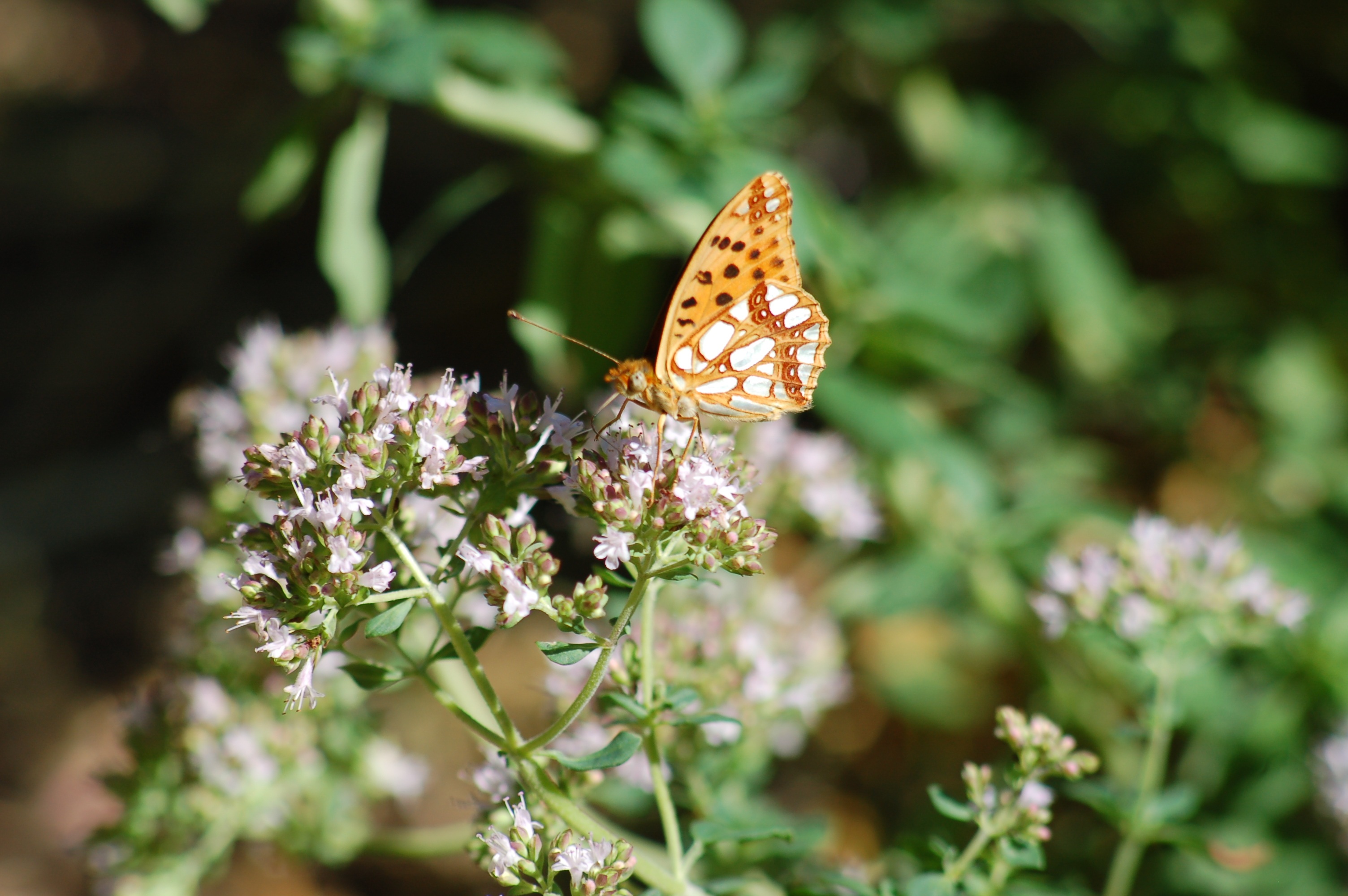 Butterfly Ali Insect free image download