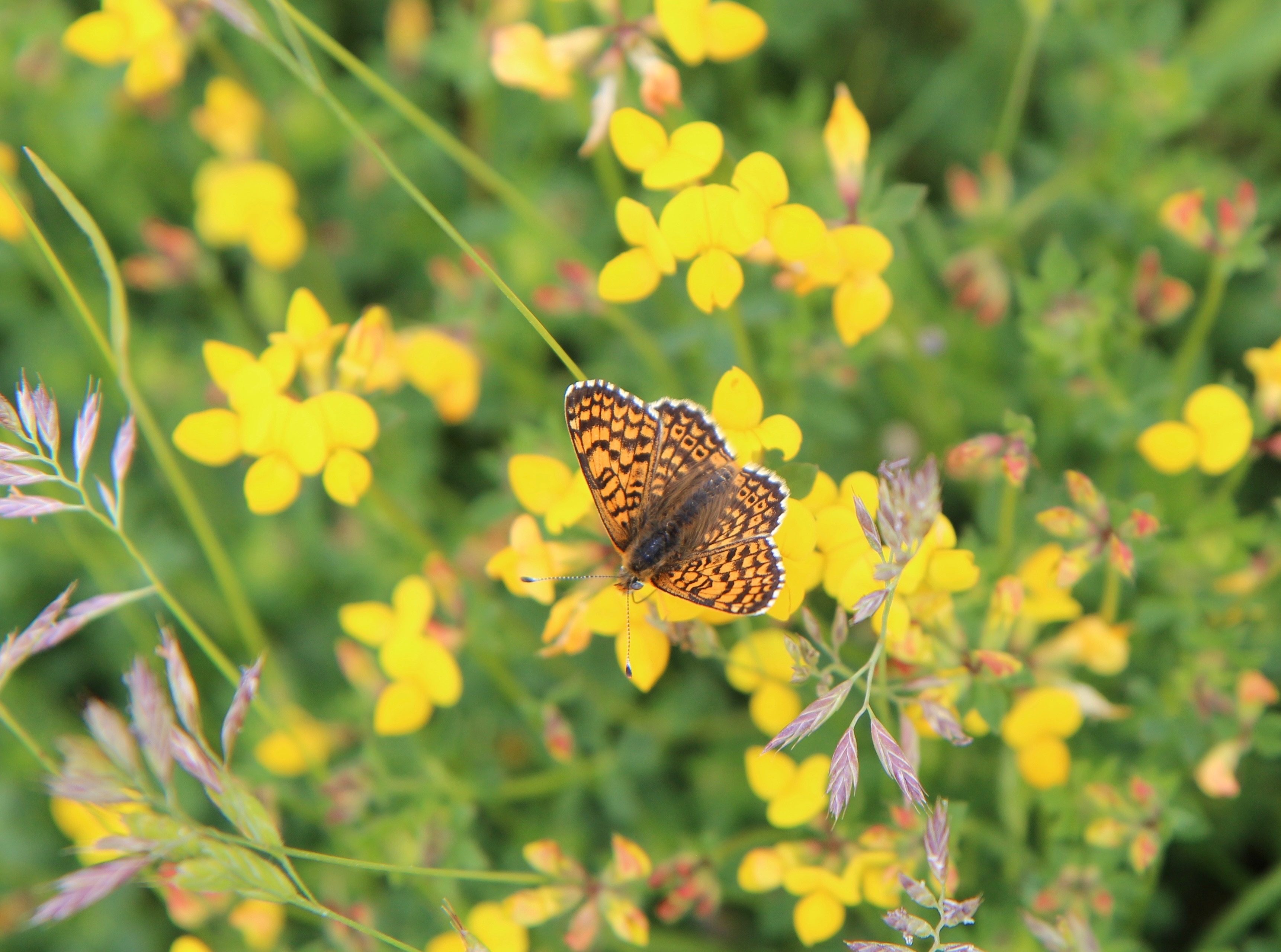 Butterfly Orange free image download