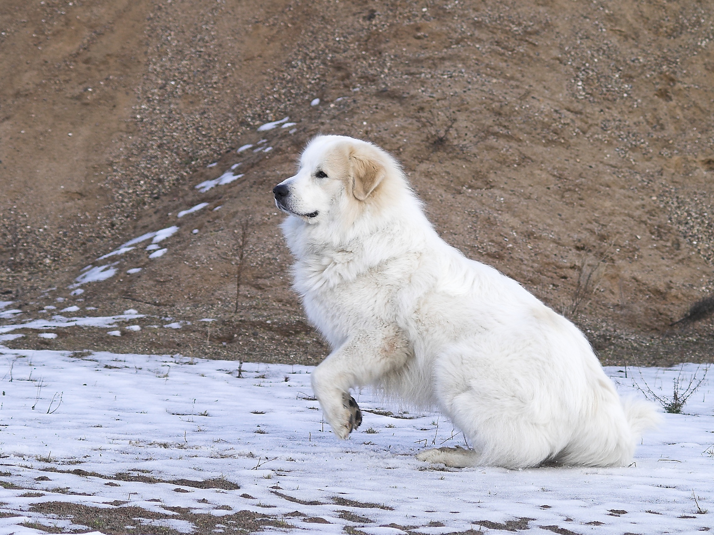 Pyrenean Mountain Dog Jump free image download