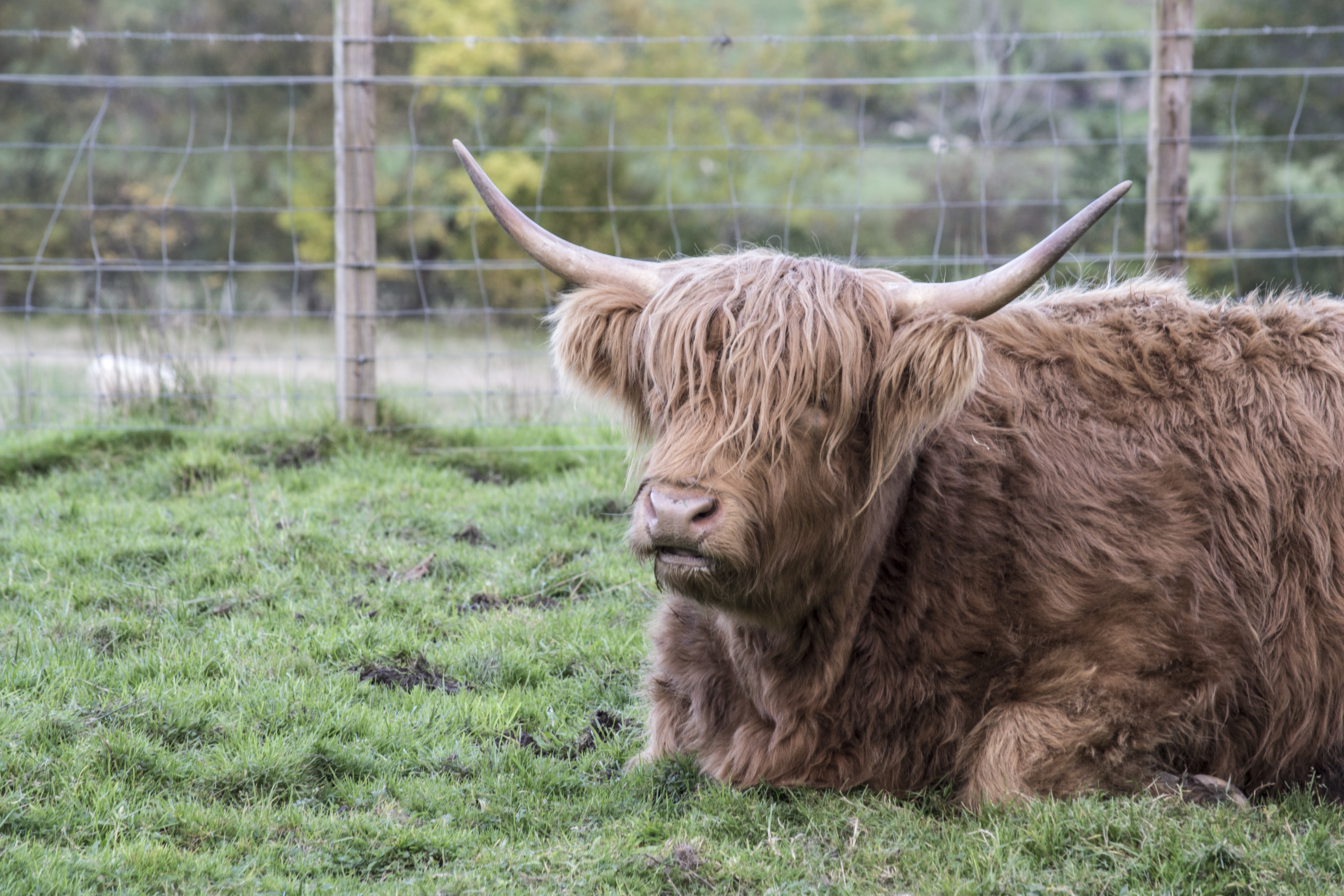 Animal Animals Scotland free image download