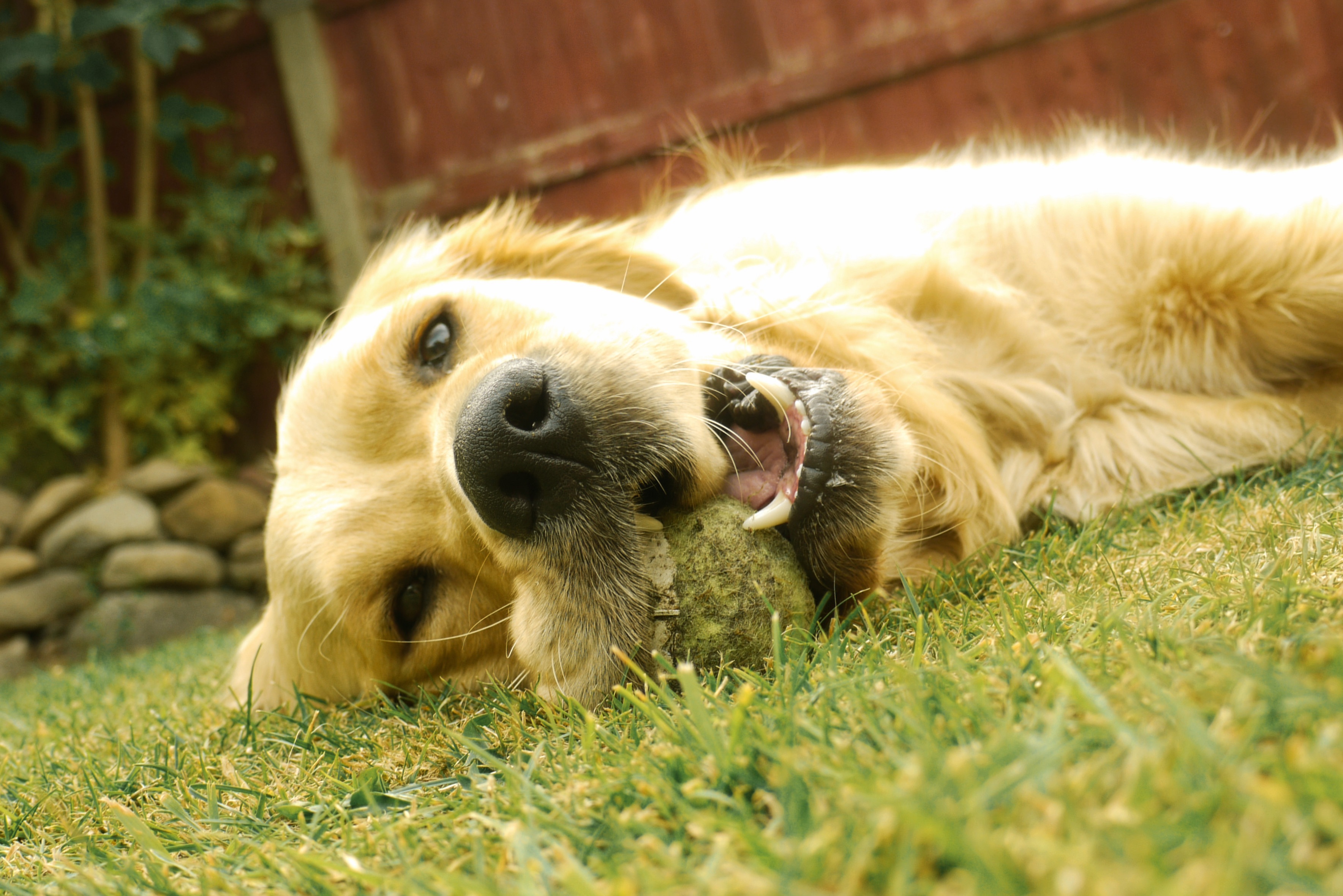 Dog Cute Looking free image download