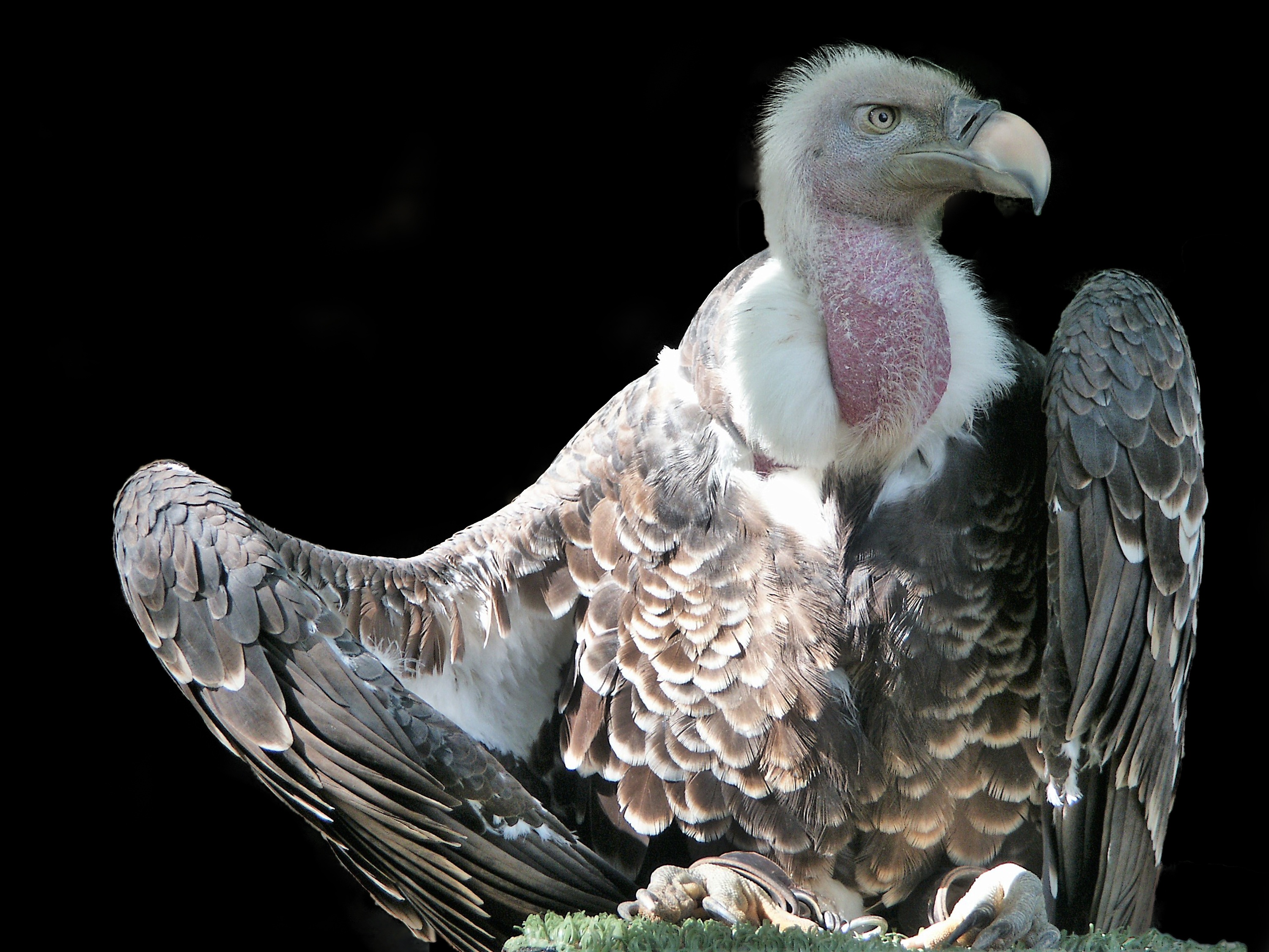 Bird Vulture Raptor free image download