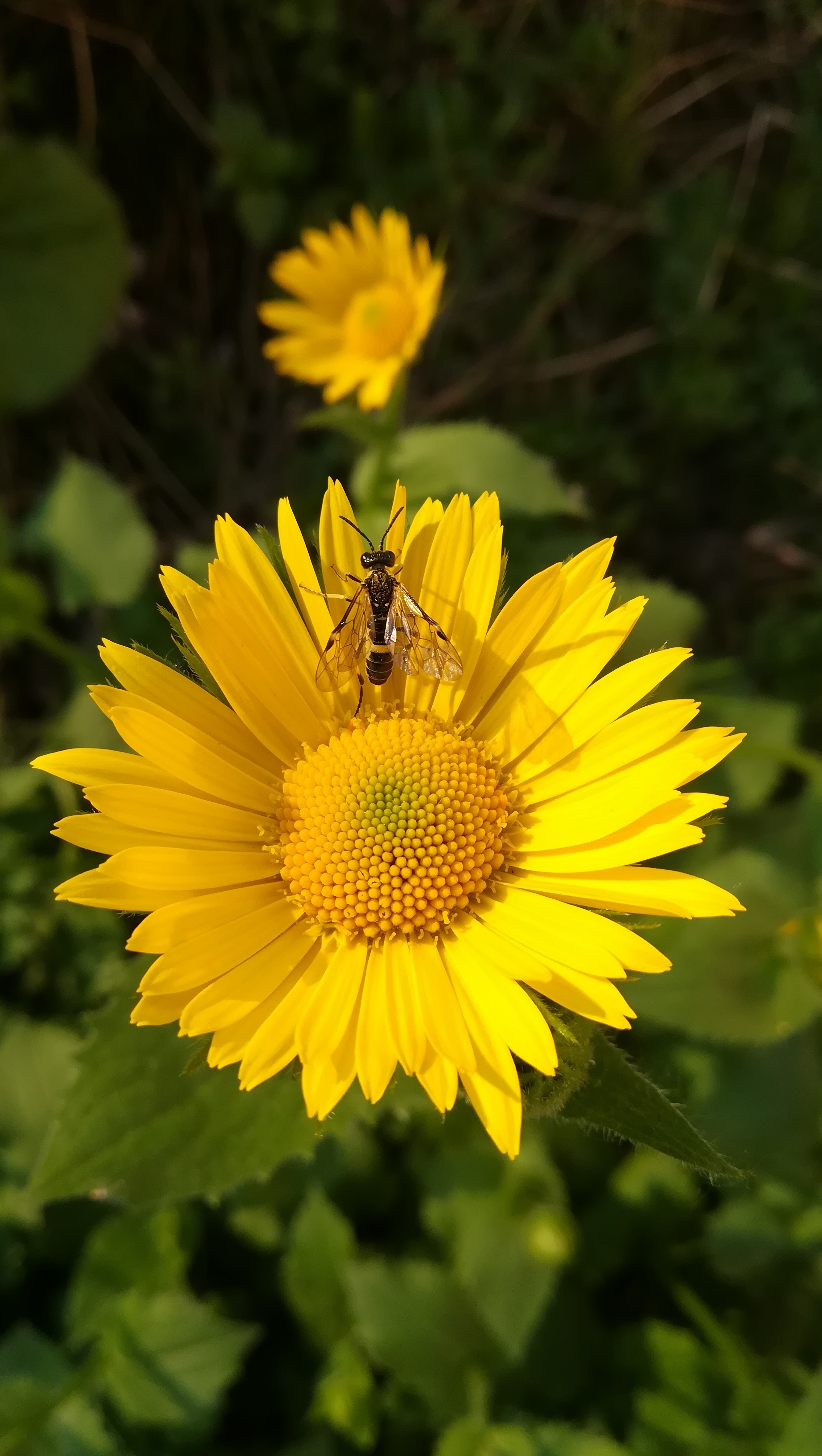 Daisy Fly Insect free image download