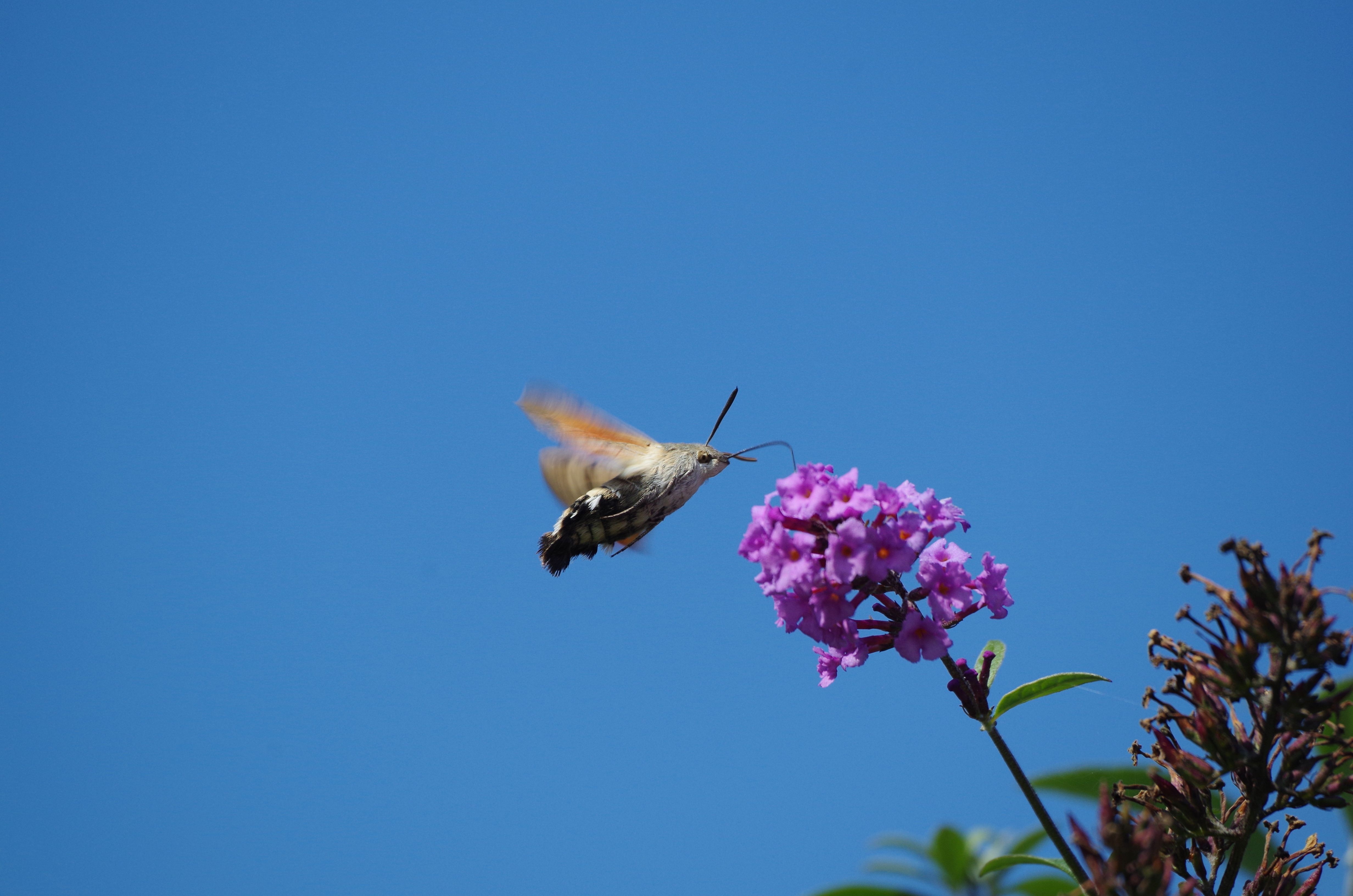 Hummingbird Hawk Moth Butterfly free image download