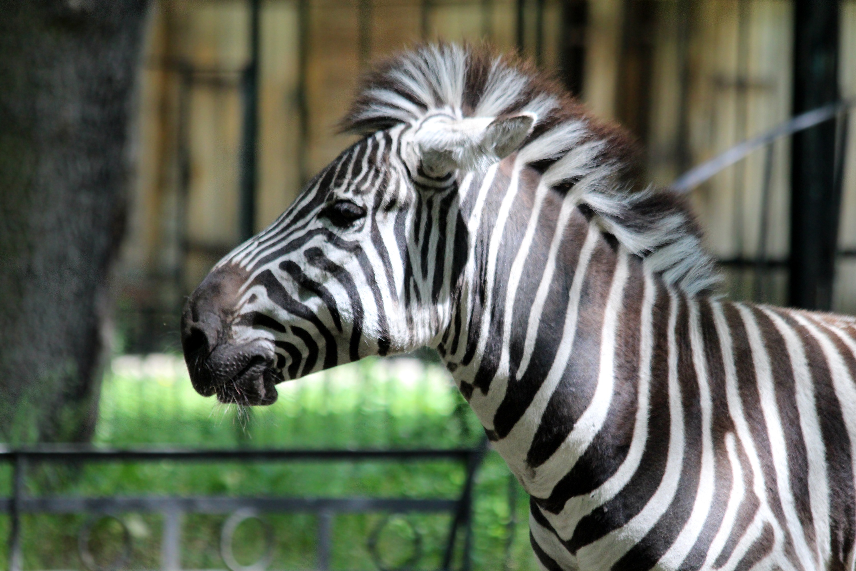 Zebra Animal Equine free image download