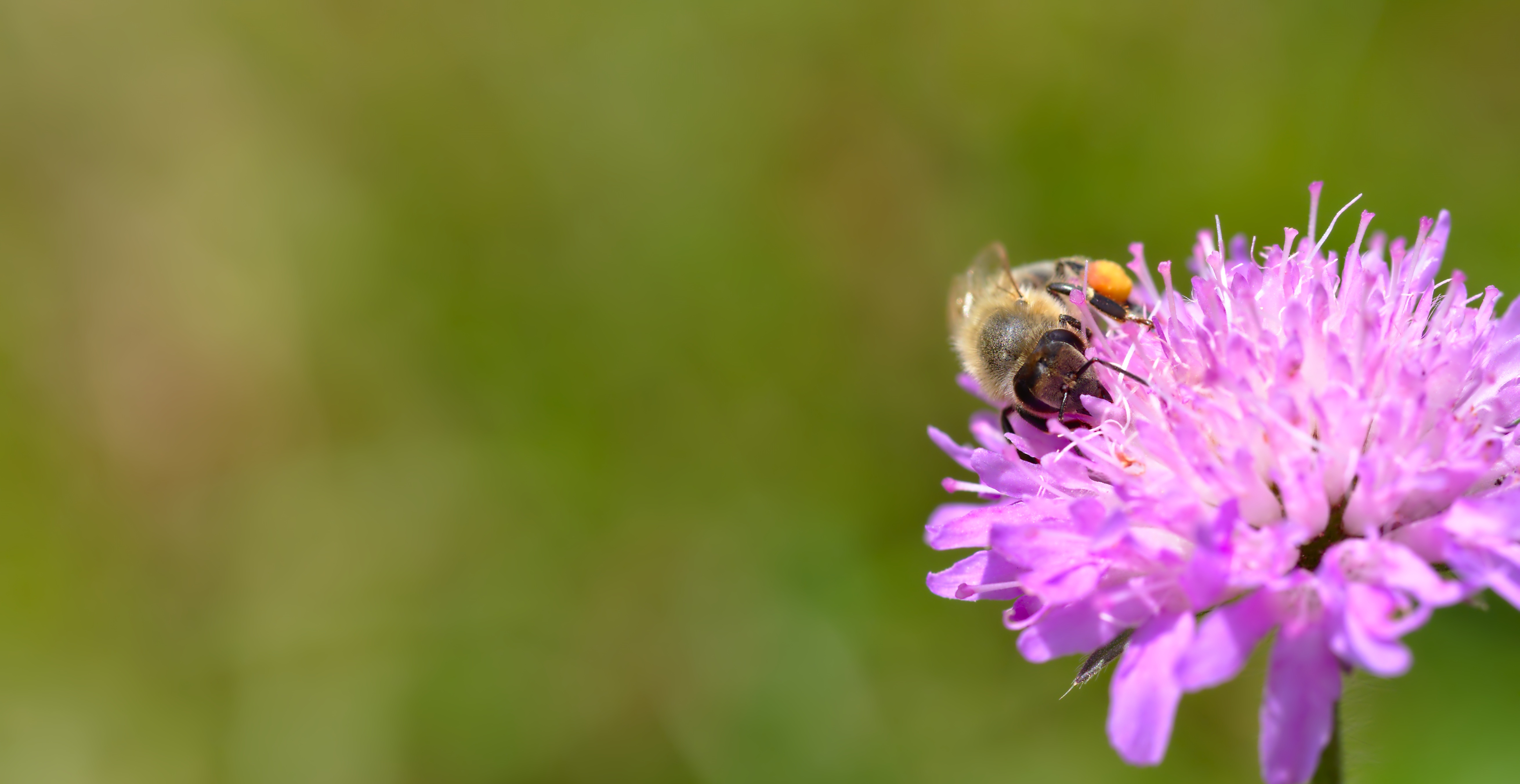 Bee Animal Insect free image download
