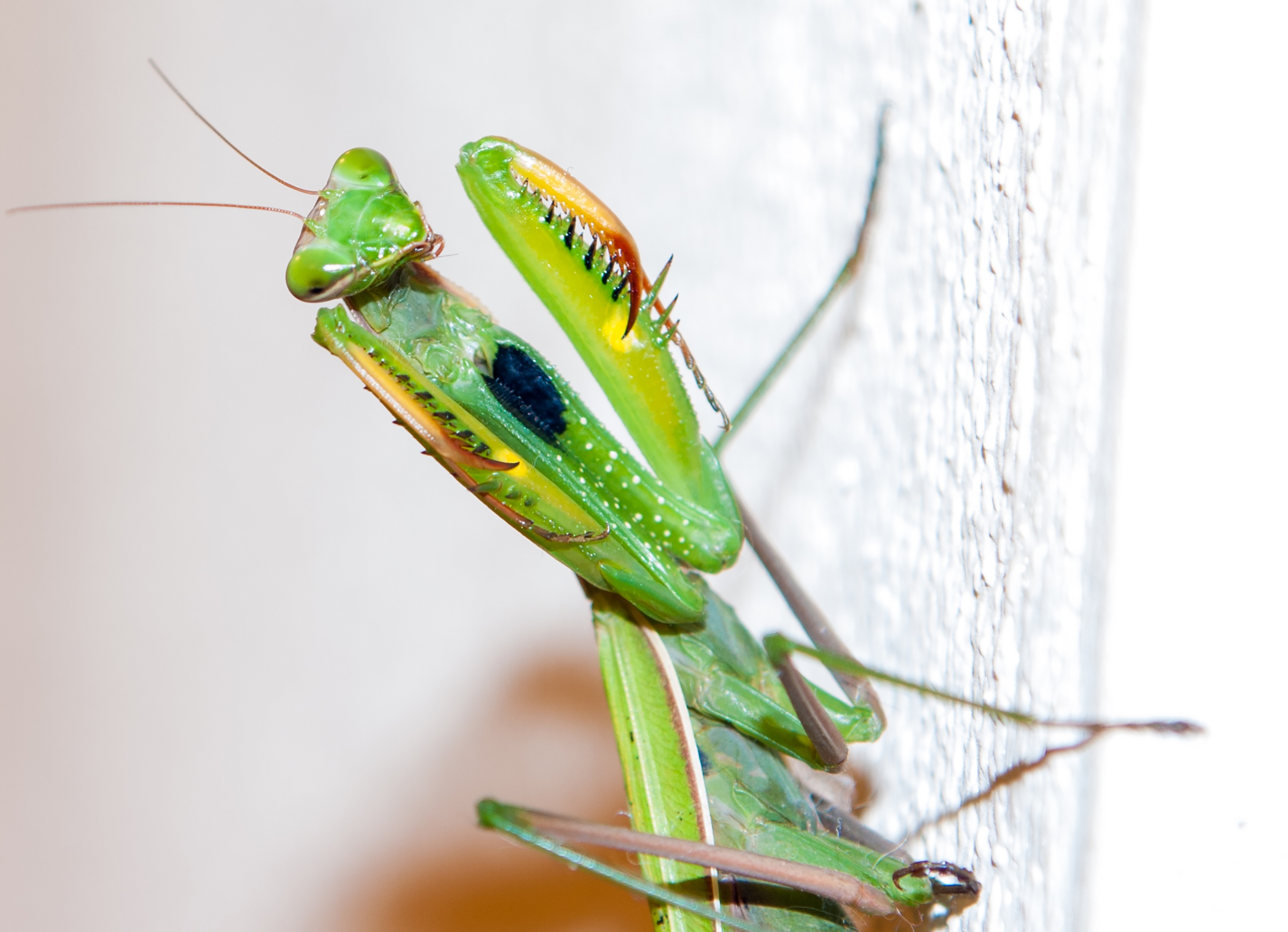 Praying Mantis Animals Insect free image download