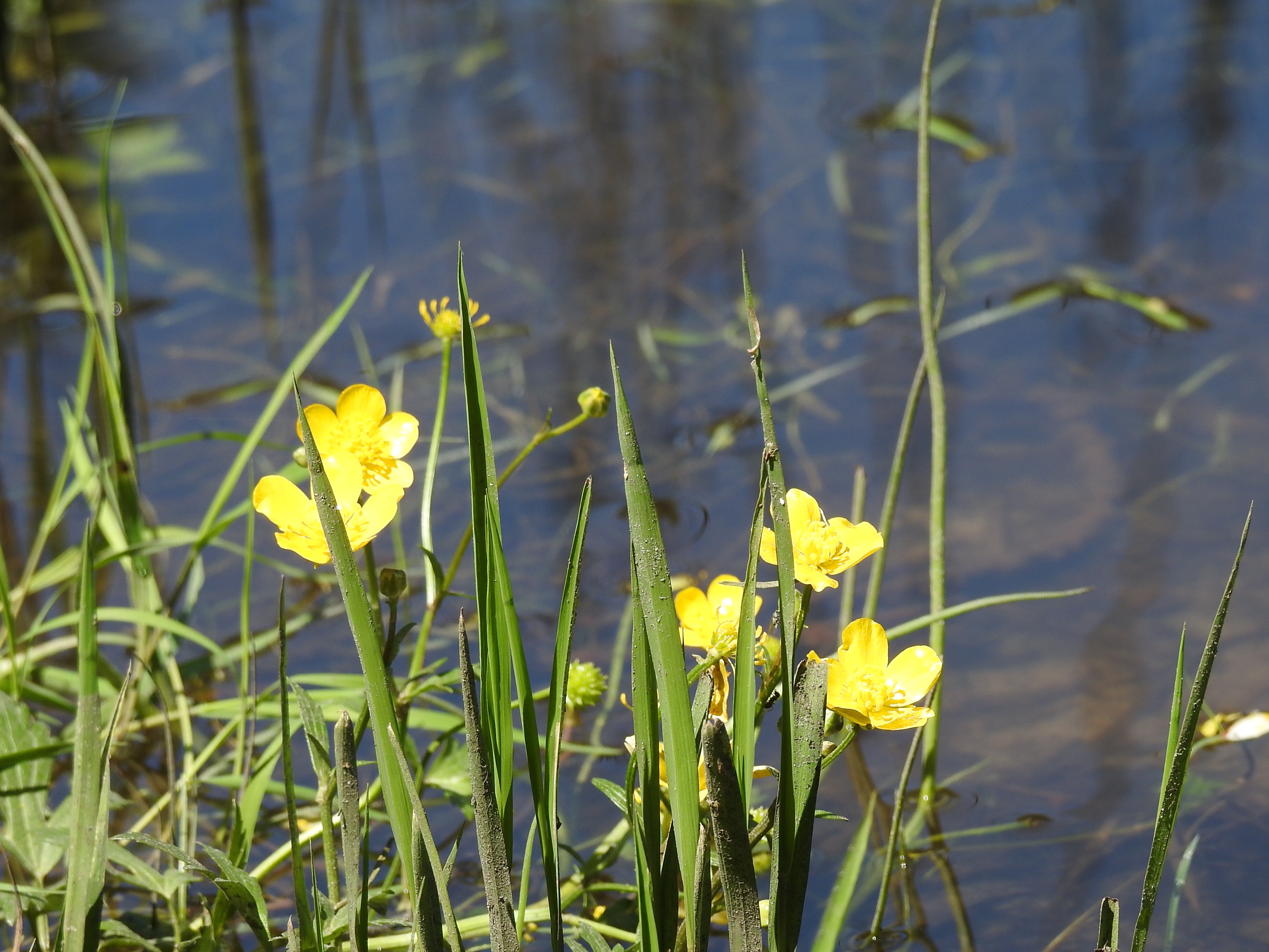 A Yellow Flower Lake Shore free image download