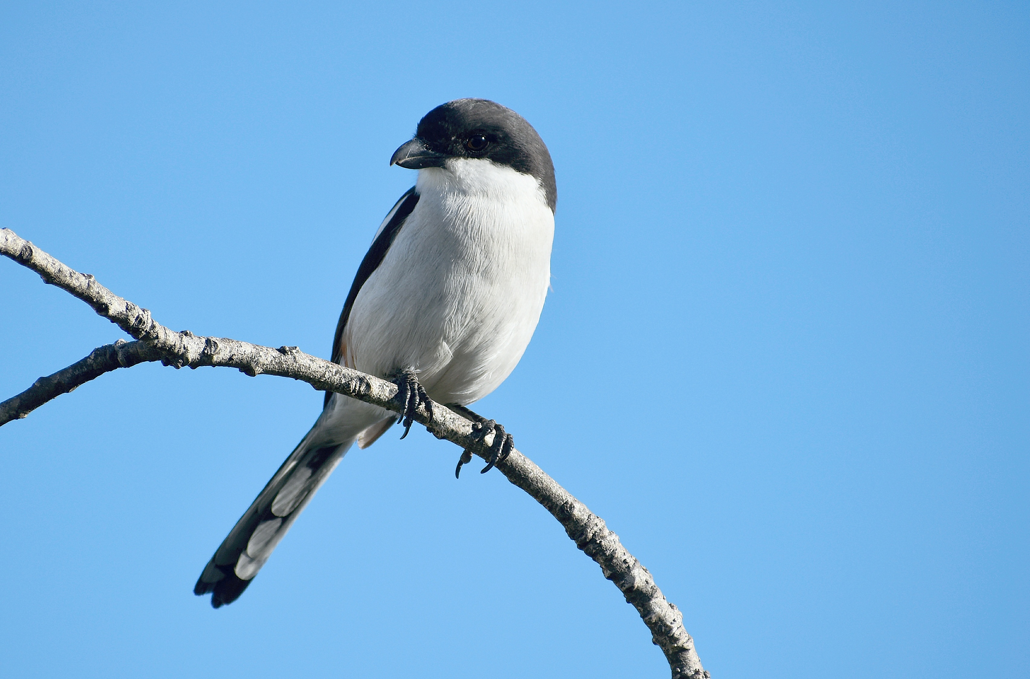Bird Avian Fauna free image download