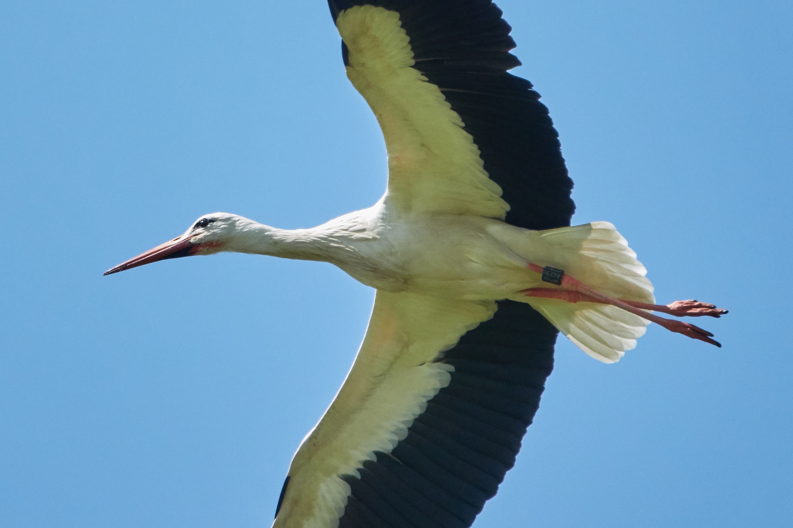 Stork Flying Sky free image download