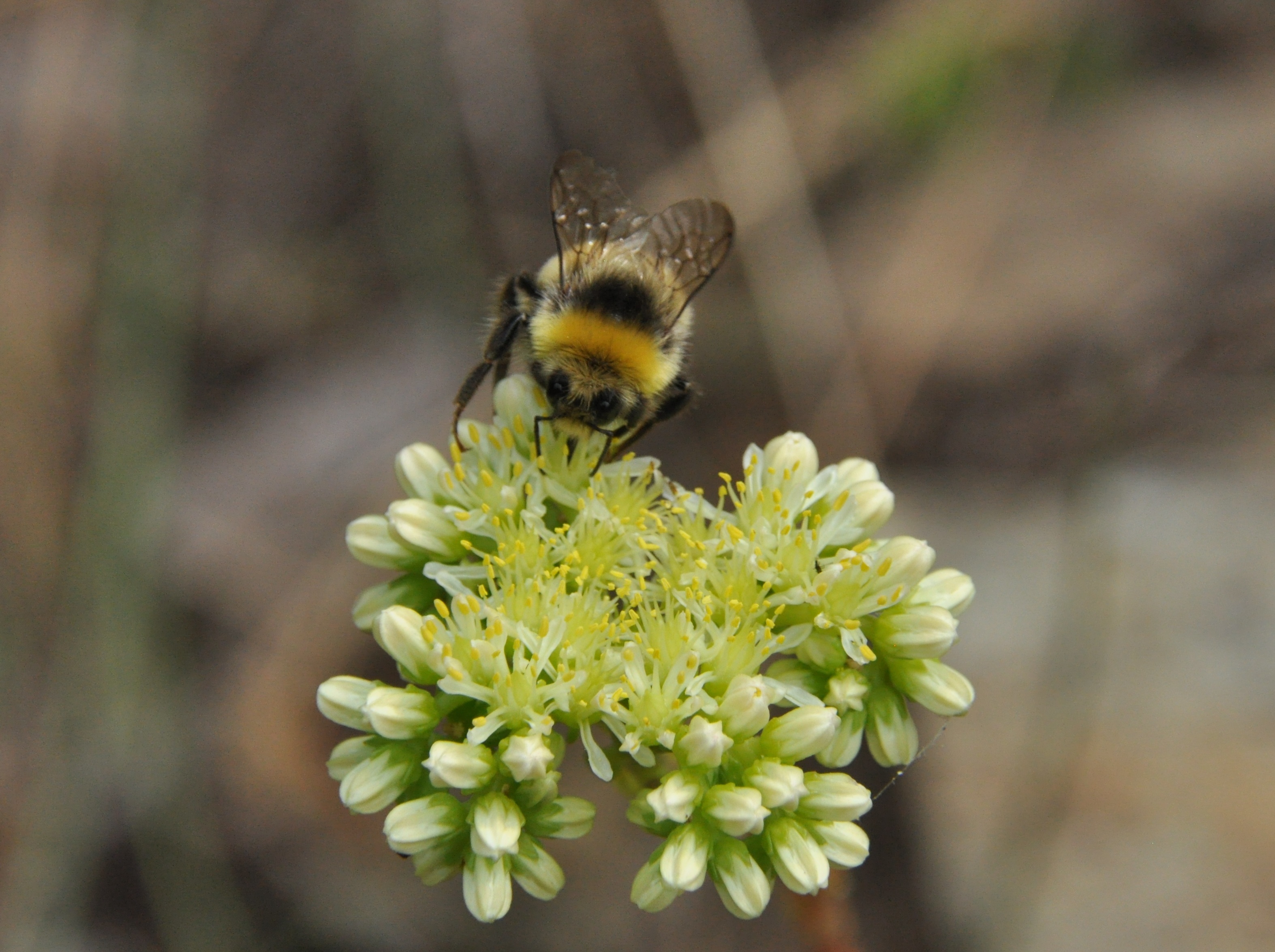 Insect Forage Flower free image download