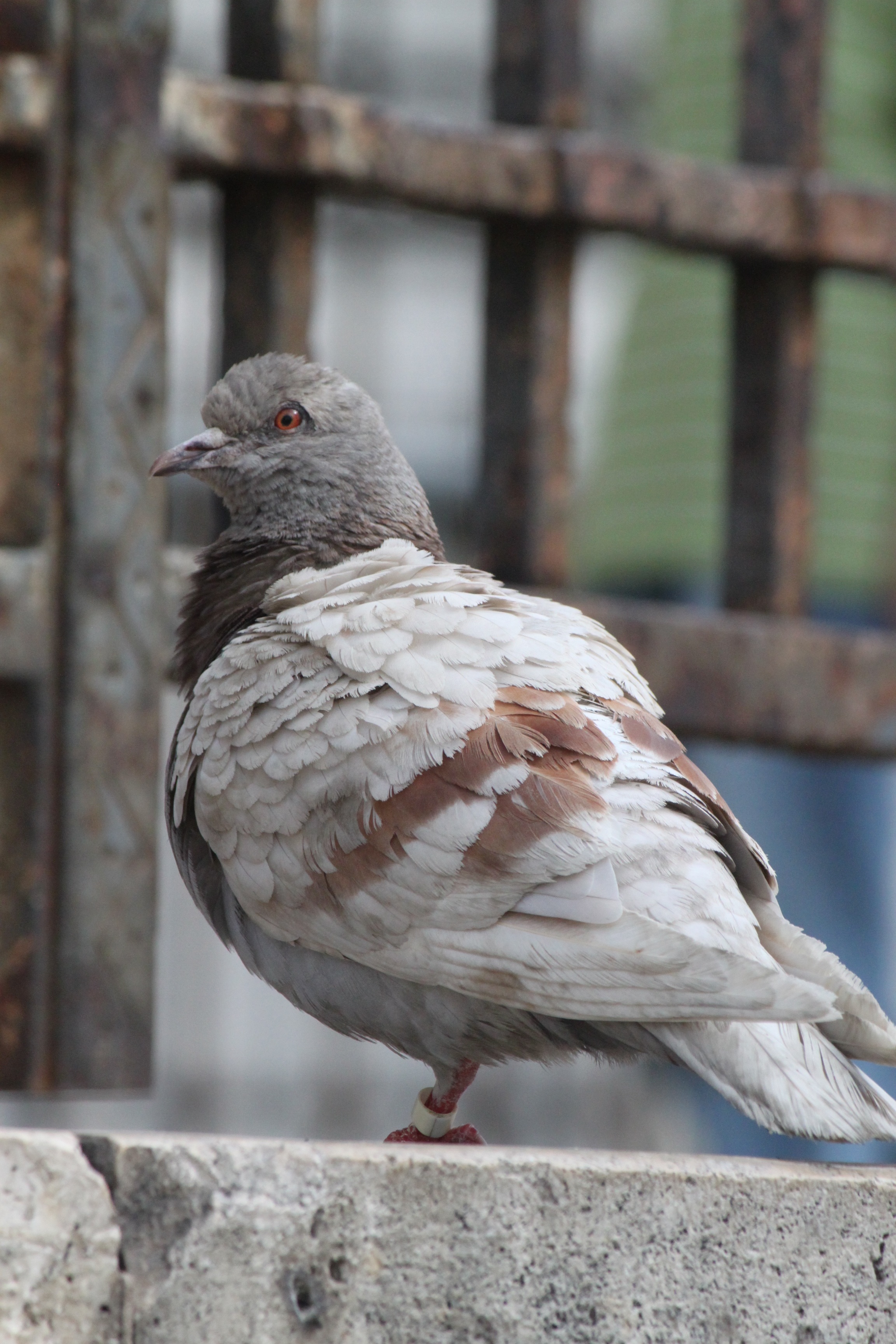 Paris Pigeon Bird Mont Sacré free image download