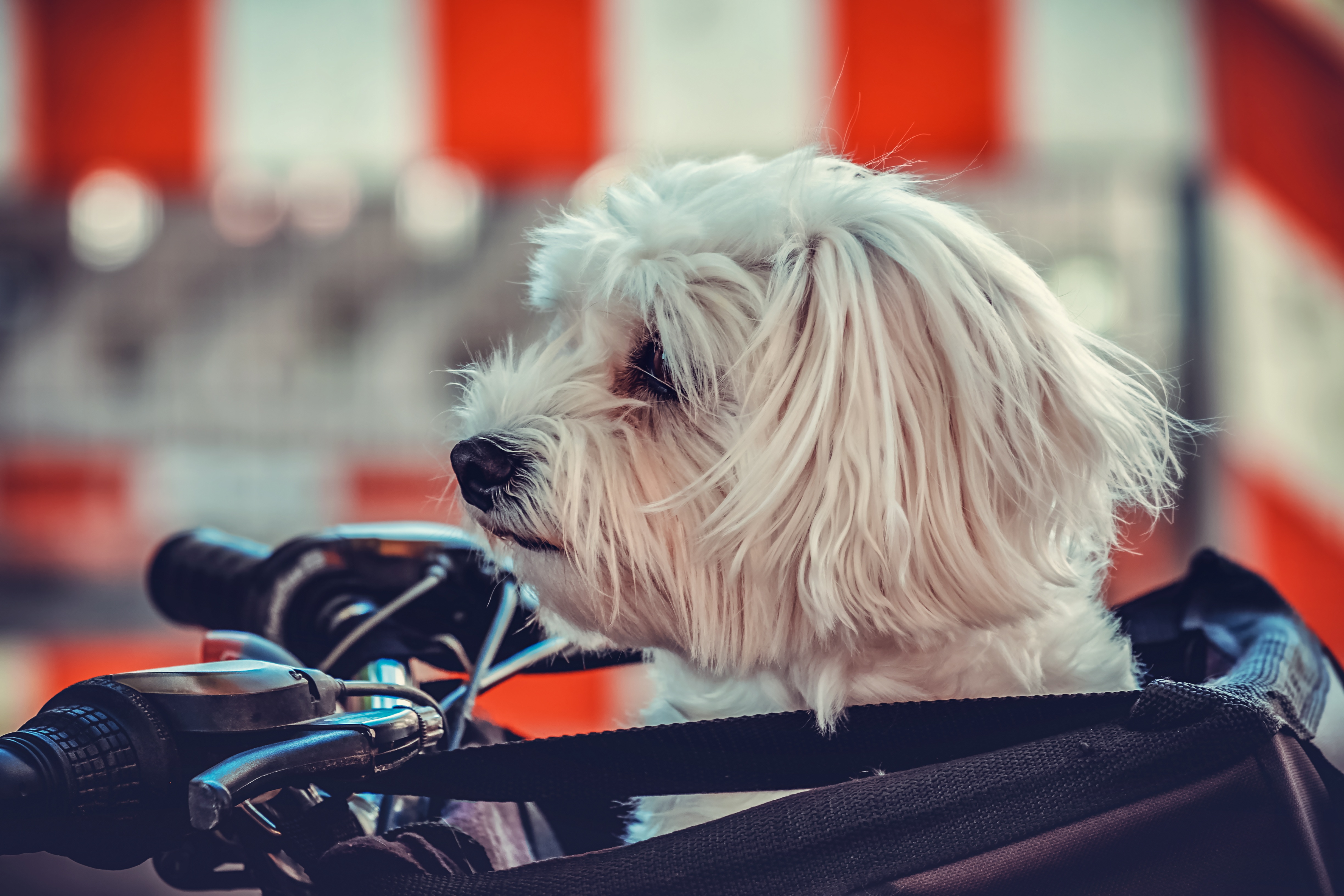 Dog Maltese Animal free image download