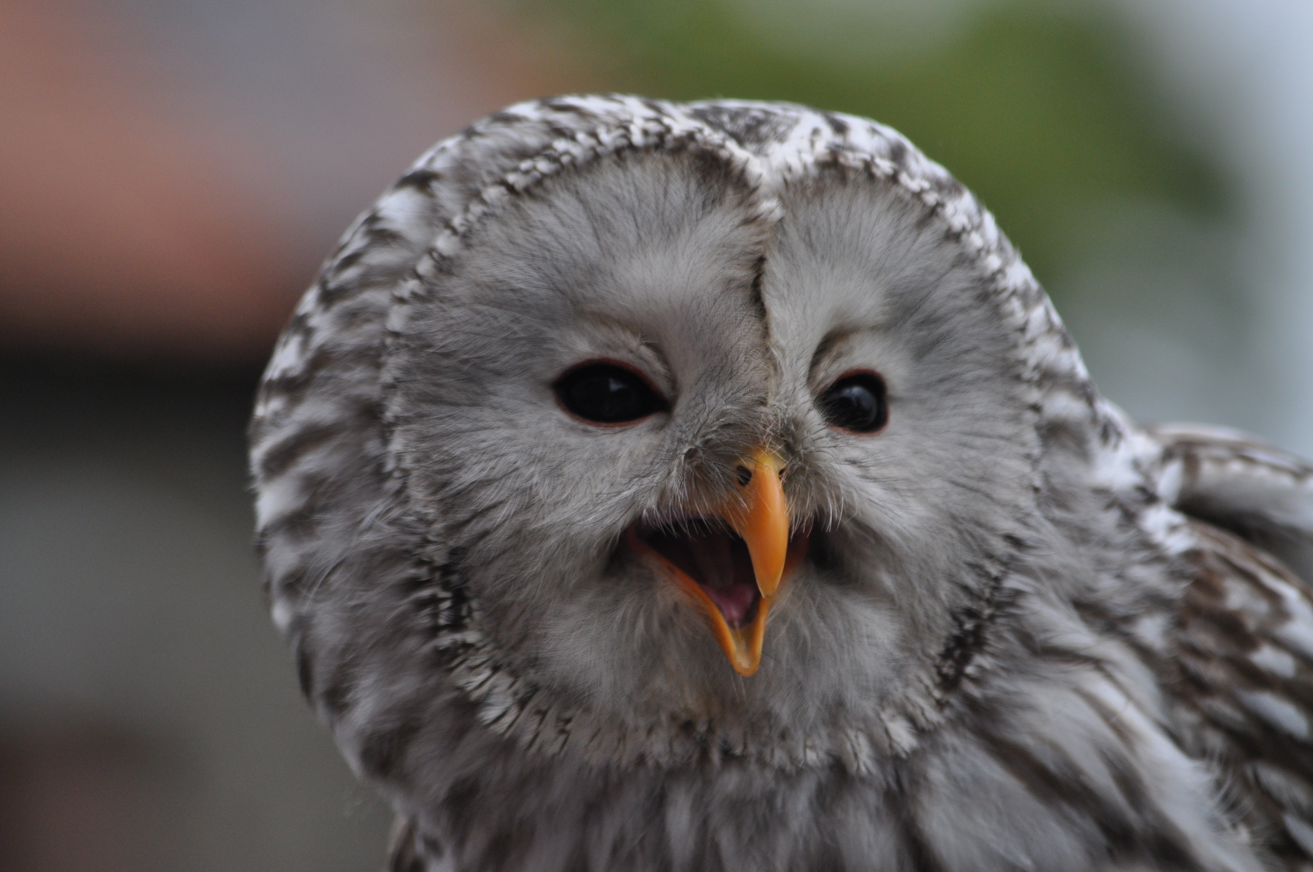 Raptor Owl Animal free image download