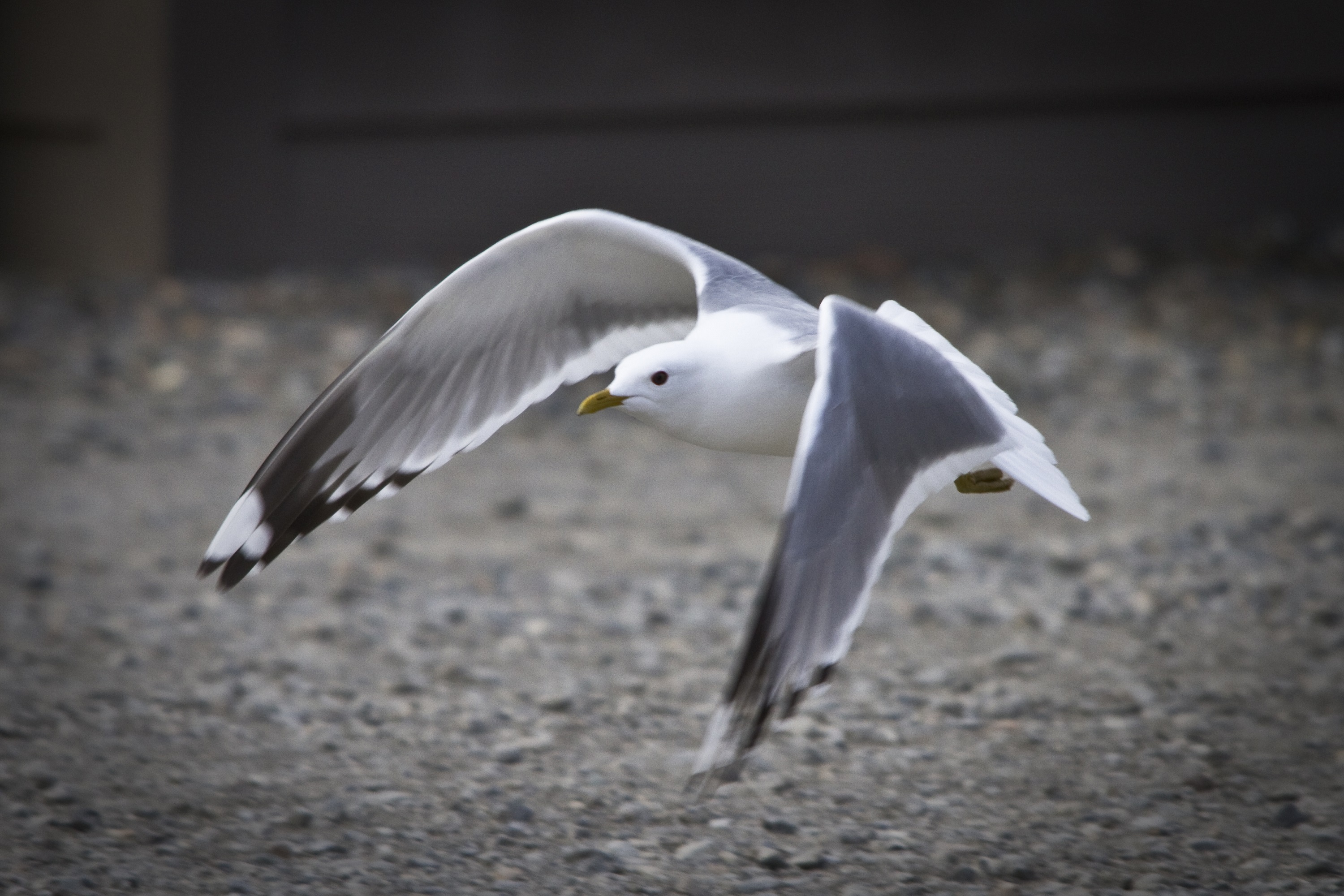 Seagull Flying Gull In free image download