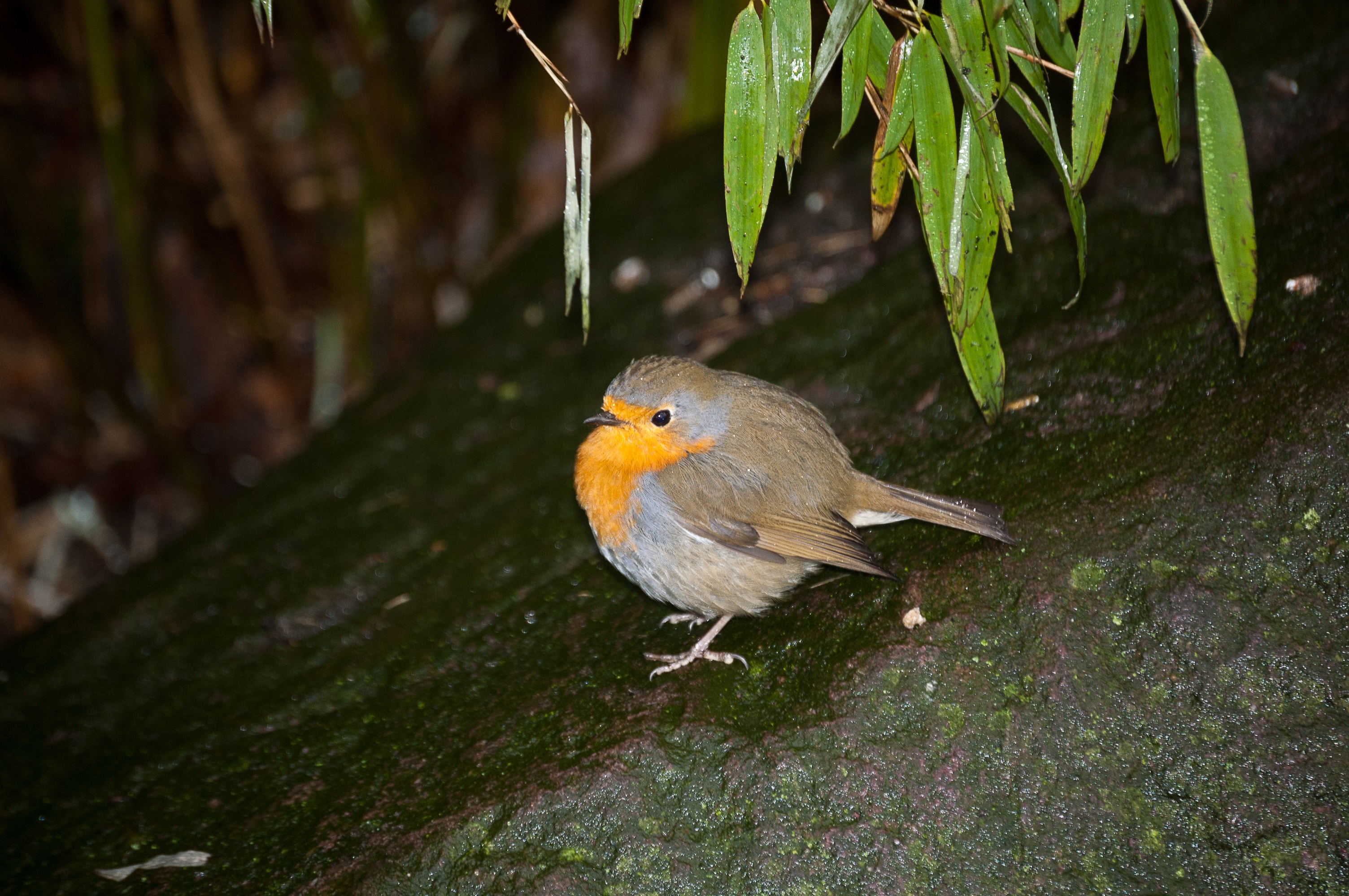 Robin Bird Nature free image download