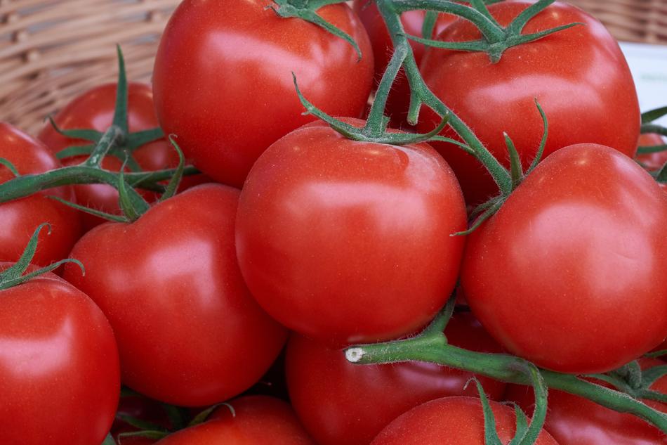 Ripe red tomatoes harvest free image download
