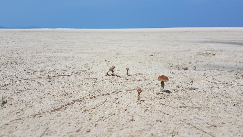 Sand Mushrooms Solitude free image download