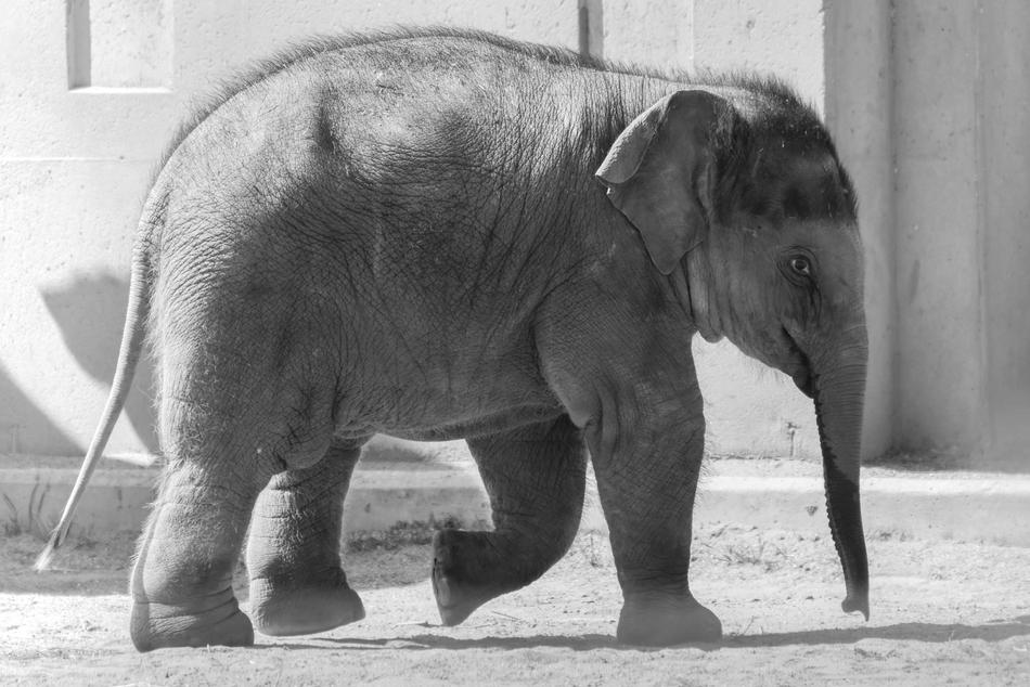 Small grey Elephant free image download