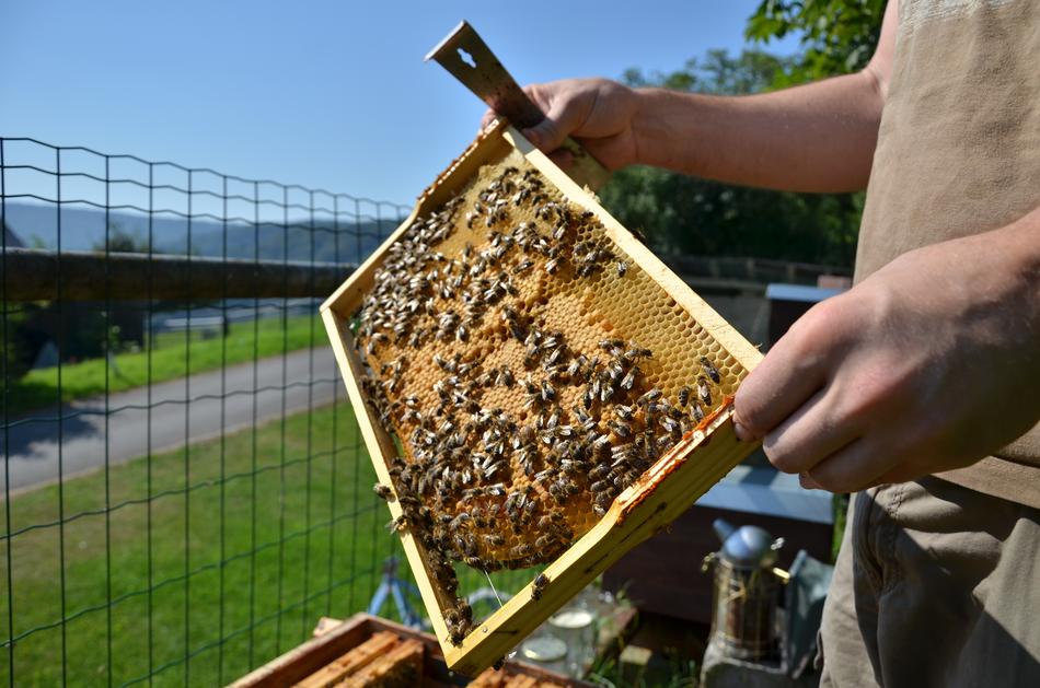 Bees Honey Insect free image download