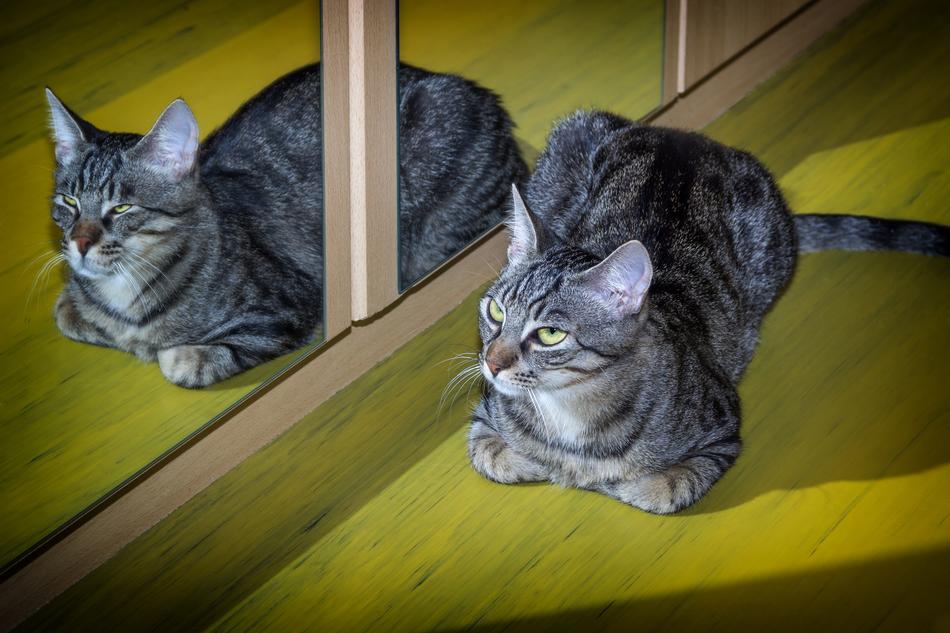 Cat Pet Mirroring free image download