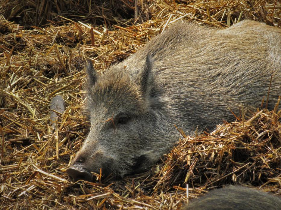 Boar Pig Straw free image download