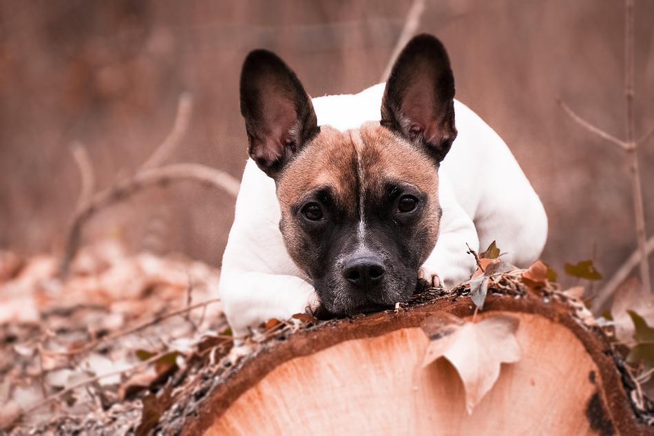 Dog Animal Hybrid free image download